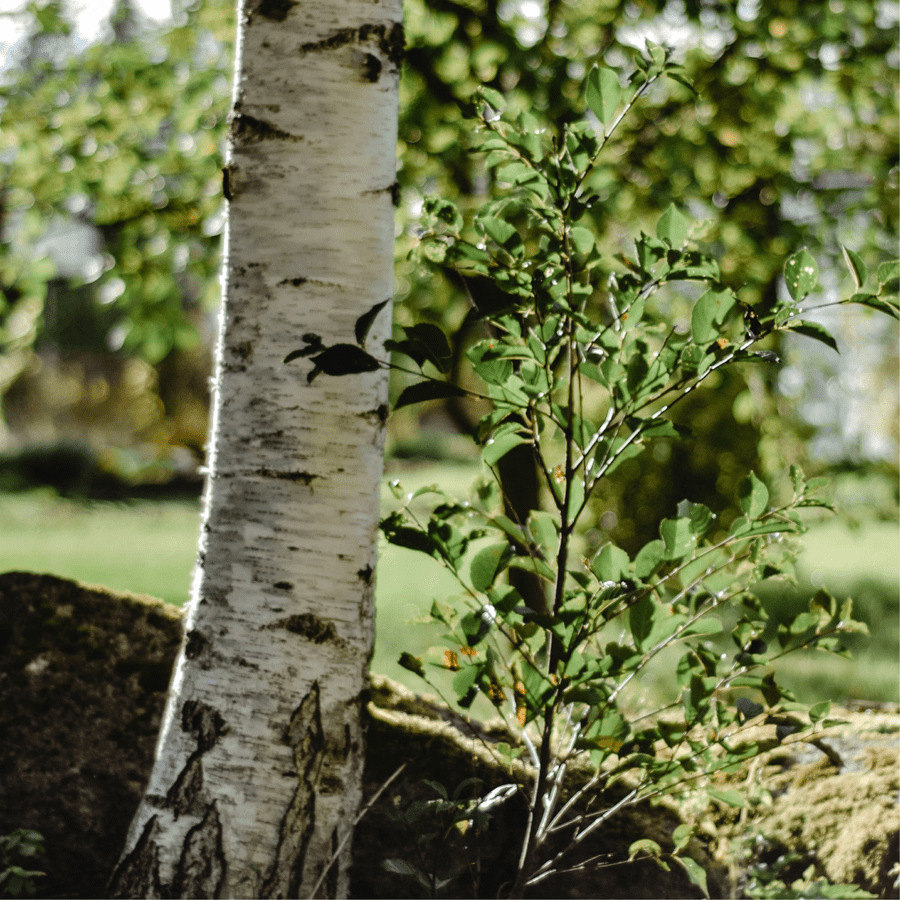 Birch trees from where the birch plywood is made